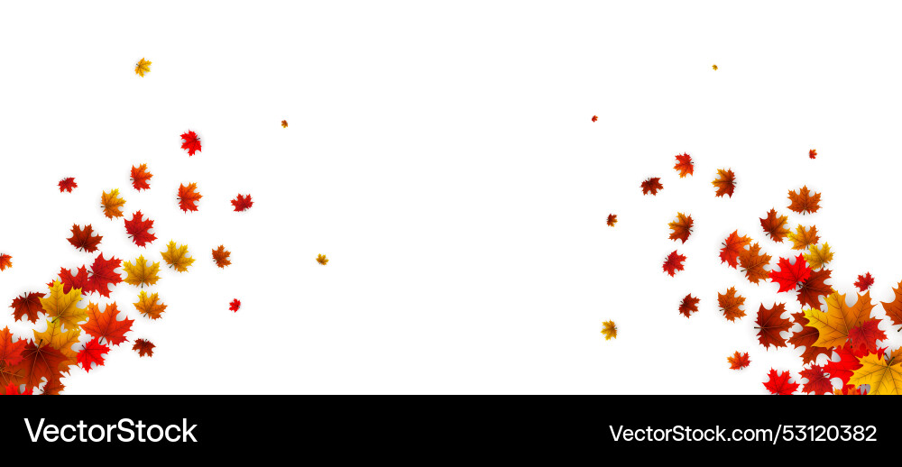 Maple leaves scatter with white background Vector Image