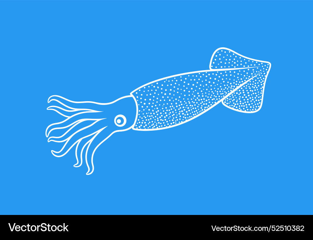 Squid Royalty Free Vector Image - VectorStock
