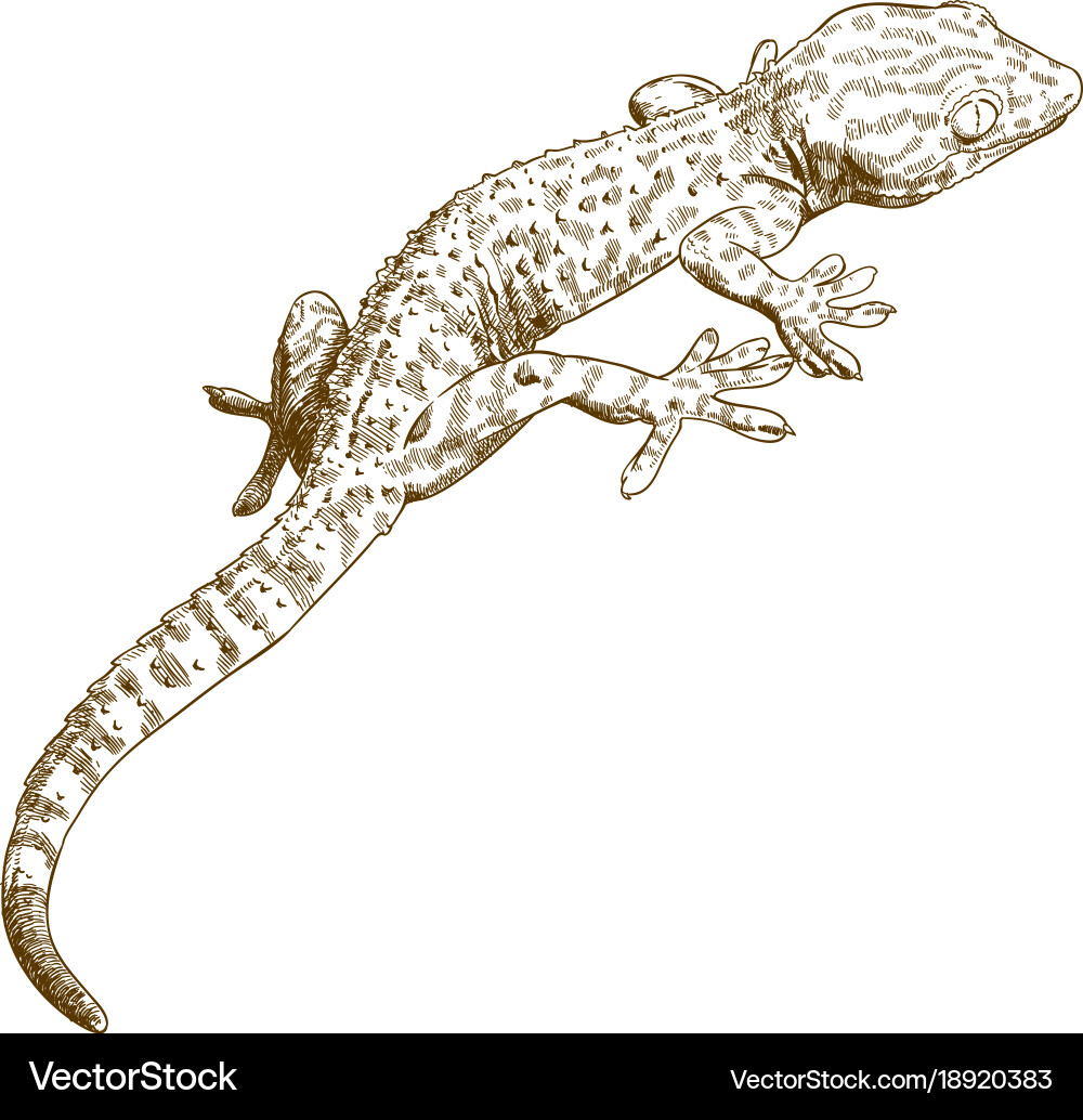 Engraving of gecko Royalty Free Vector Image - VectorStock