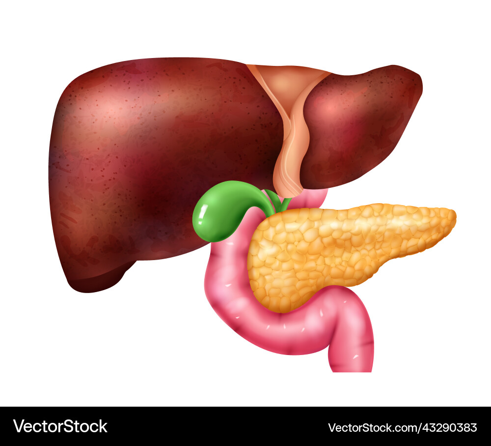 Pancreas and liver composition Royalty Free Vector Image