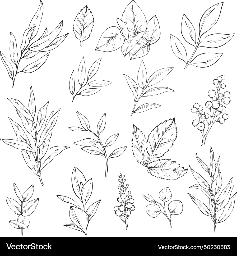 Winter Branch with Berries Royalty Free Vector Image