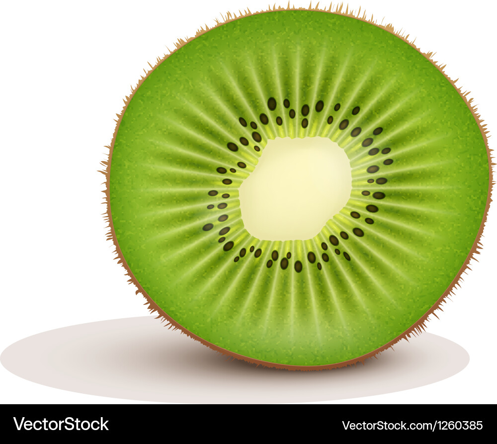Fresh kiwi fruit slice Royalty Free Vector Image