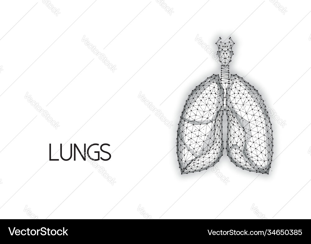 Human anatomical lungs made lines and dots Vector Image
