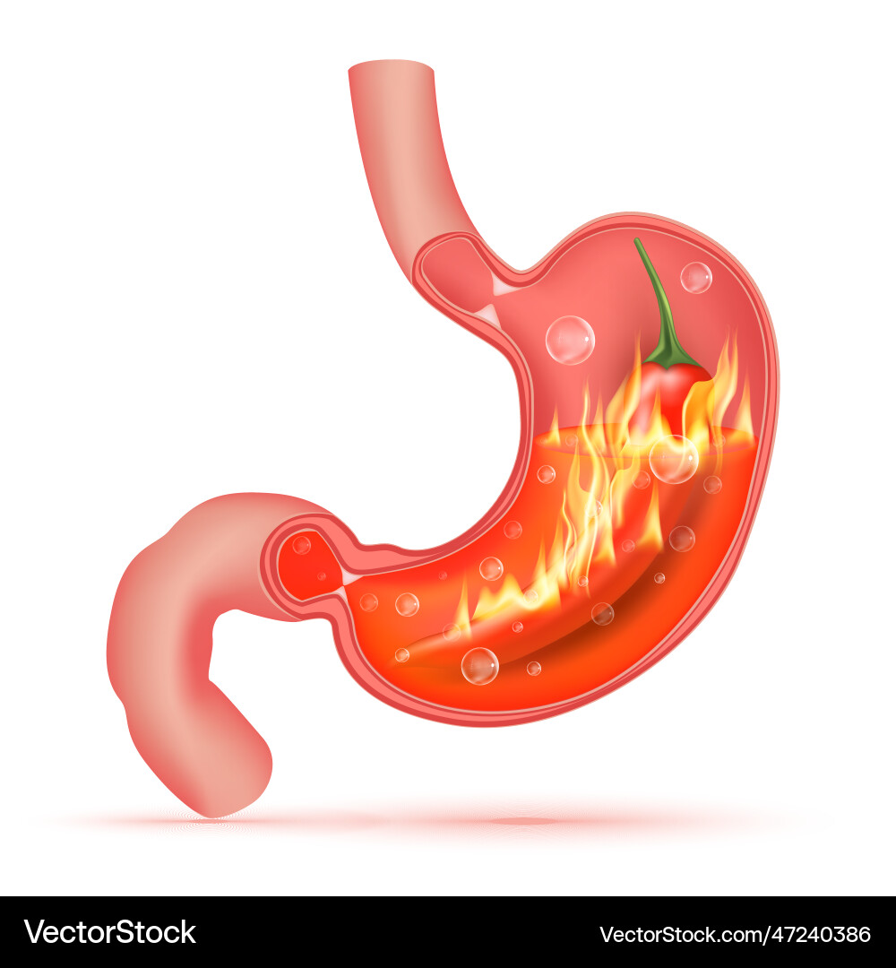 Stomach with red pepper fire Royalty Free Vector Image