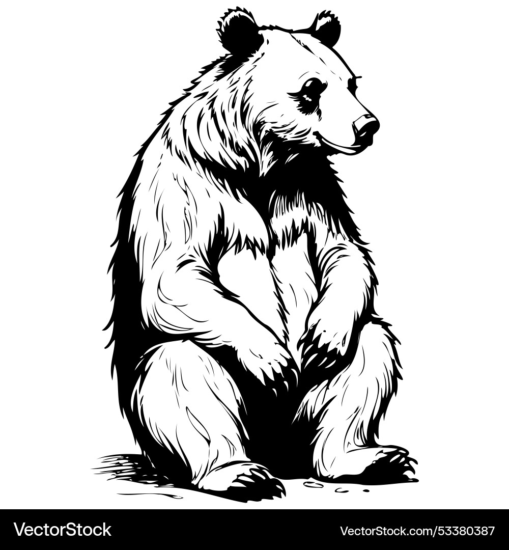 Black bear sitting drawing vintage animal image Vector Image