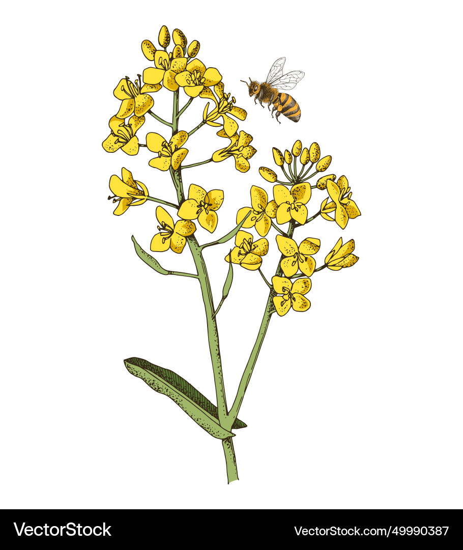 Rapeseed blooming branch with flying bee Vector Image