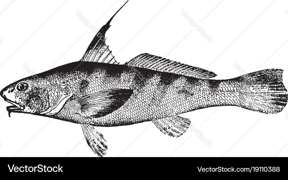 King whiting vintage Royalty Free Vector Image