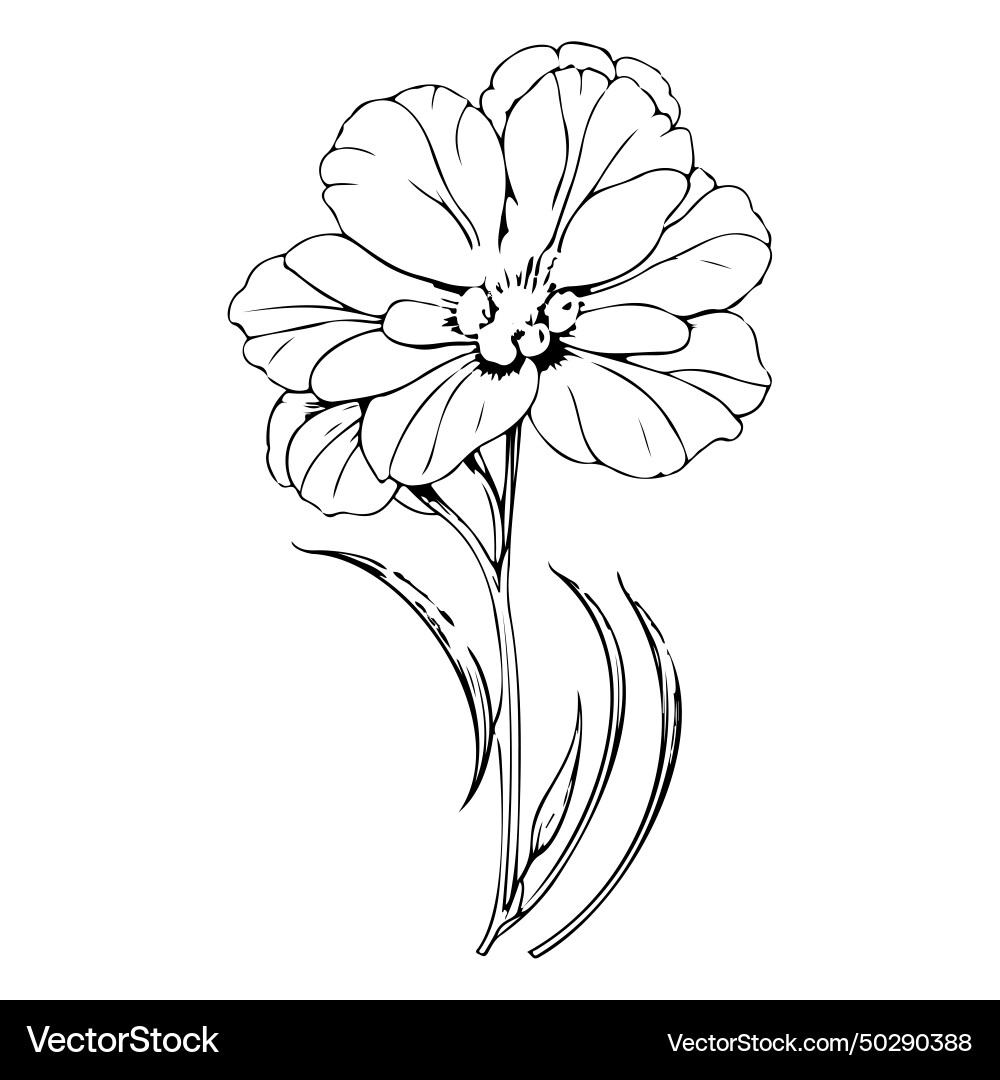 Primrose drawing flower violet hand draw Vector Image
