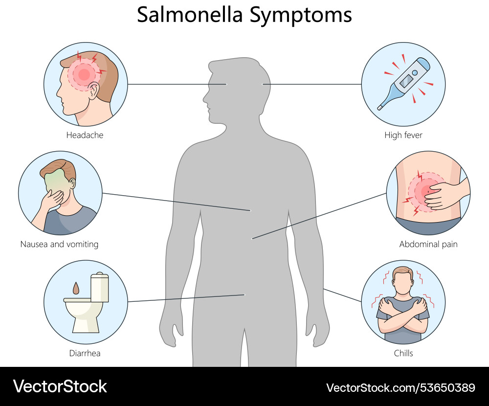 Salmonella symptoms with common indicators Vector Image