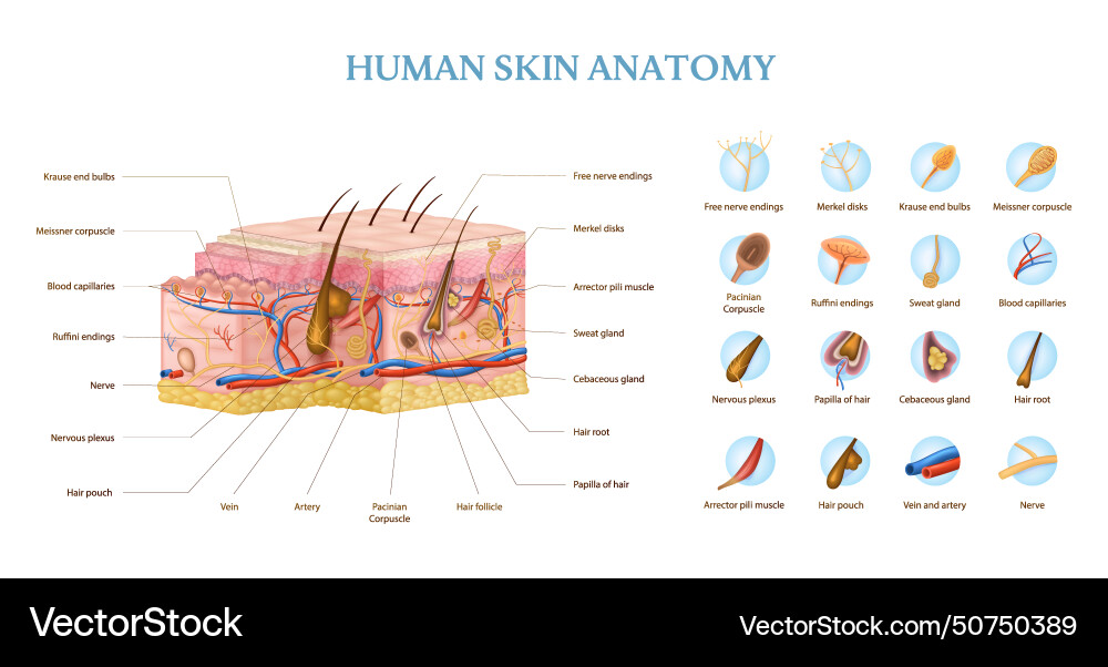 Skin anatomy infographics Royalty Free Vector Image