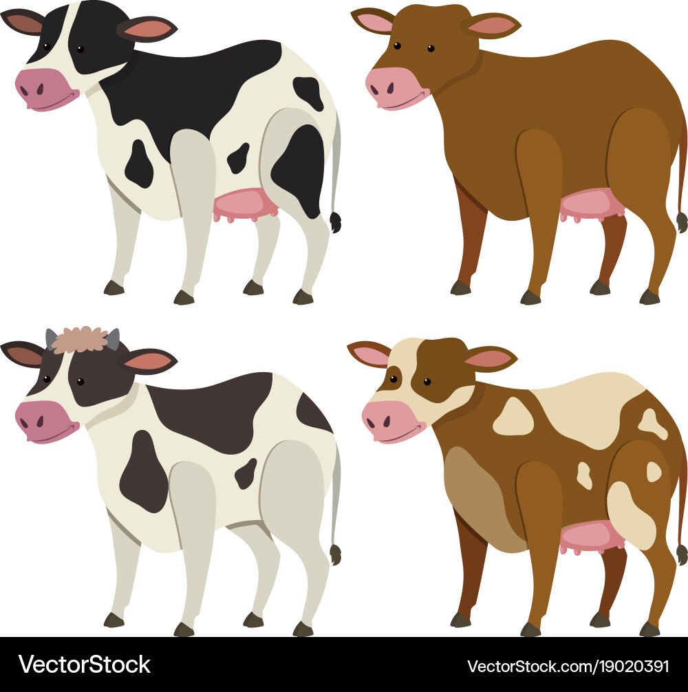 Four cows with different skin colors Royalty Free Vector
