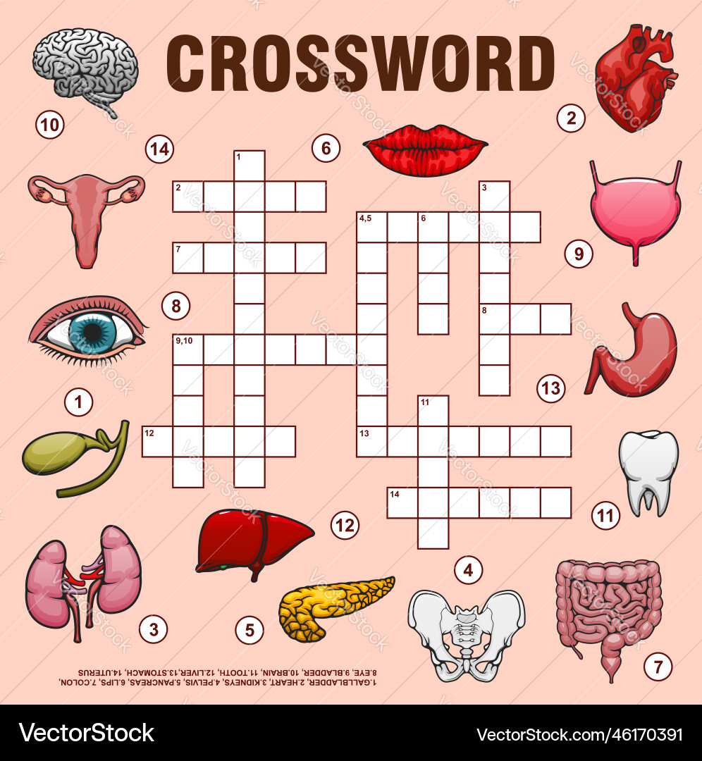 Human organs crossword grid quiz game Royalty Free Vector