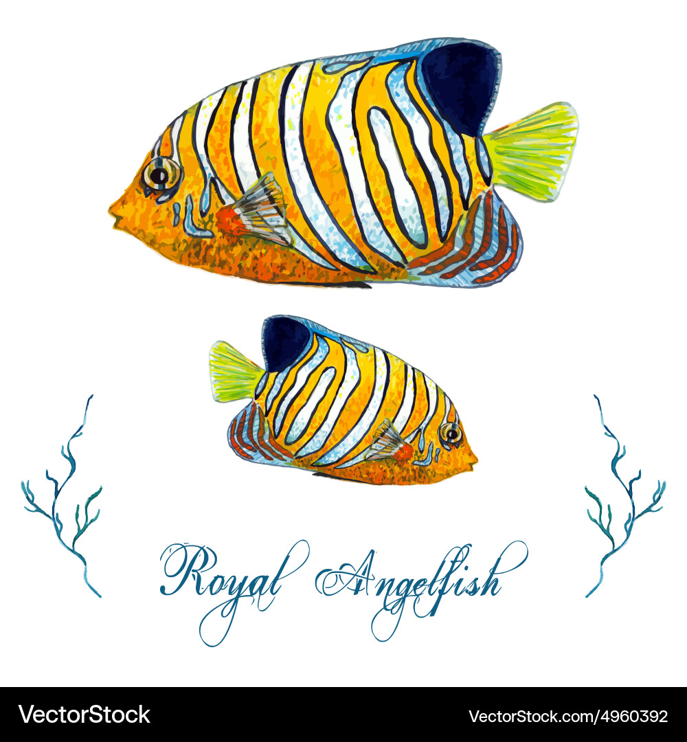 Royal angelfish Royalty Free Vector Image - VectorStock