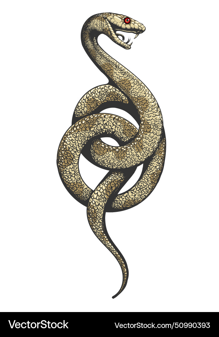 Snake colorful engraving isolated on white Vector Image