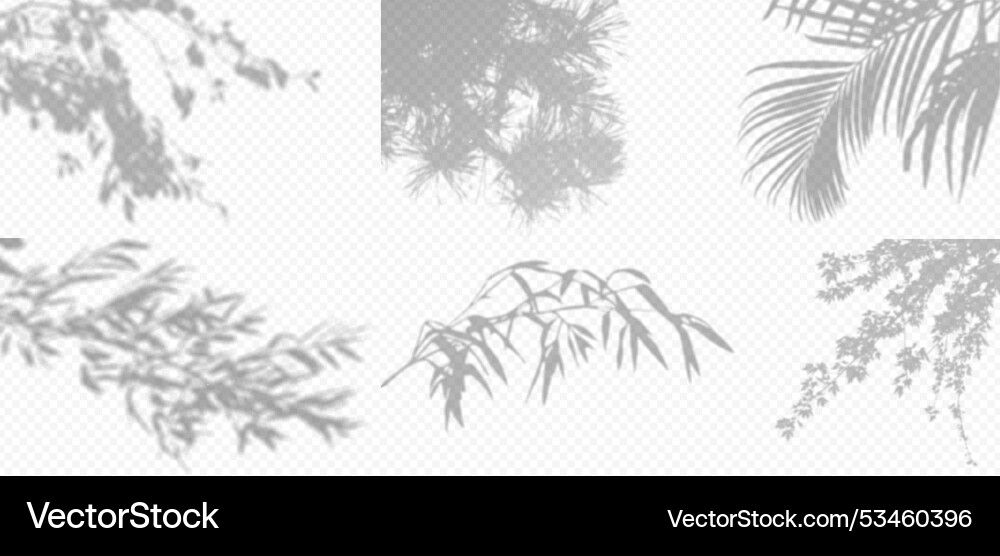 Shadow overlay from a tree branch isolated Vector Image