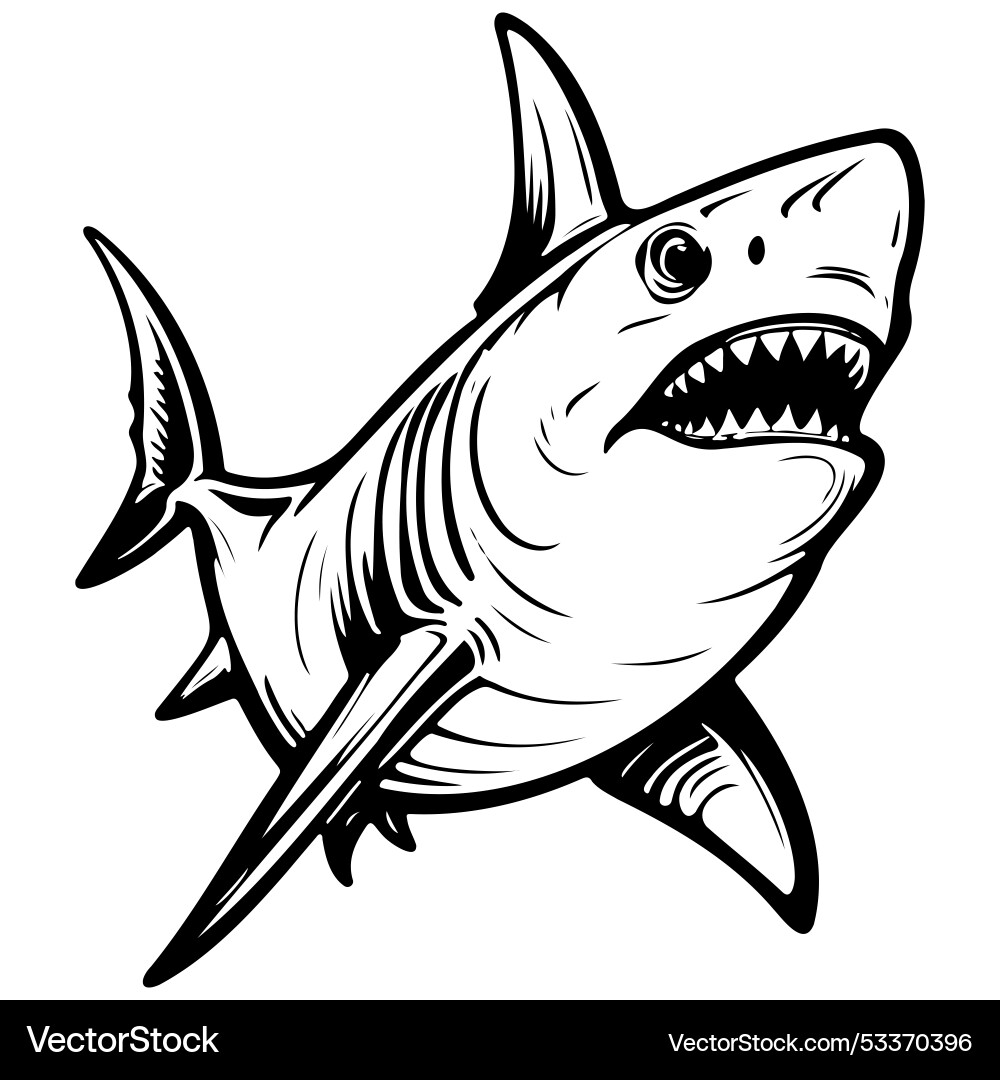 Sketches shark drawing realistic outline line Vector Image