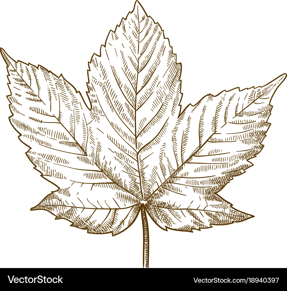 Engraving of maple leaf Royalty Free Vector Image