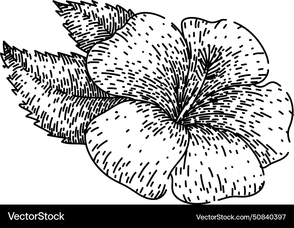 Hawaii hibiscus sketch hand drawn Royalty Free Vector Image