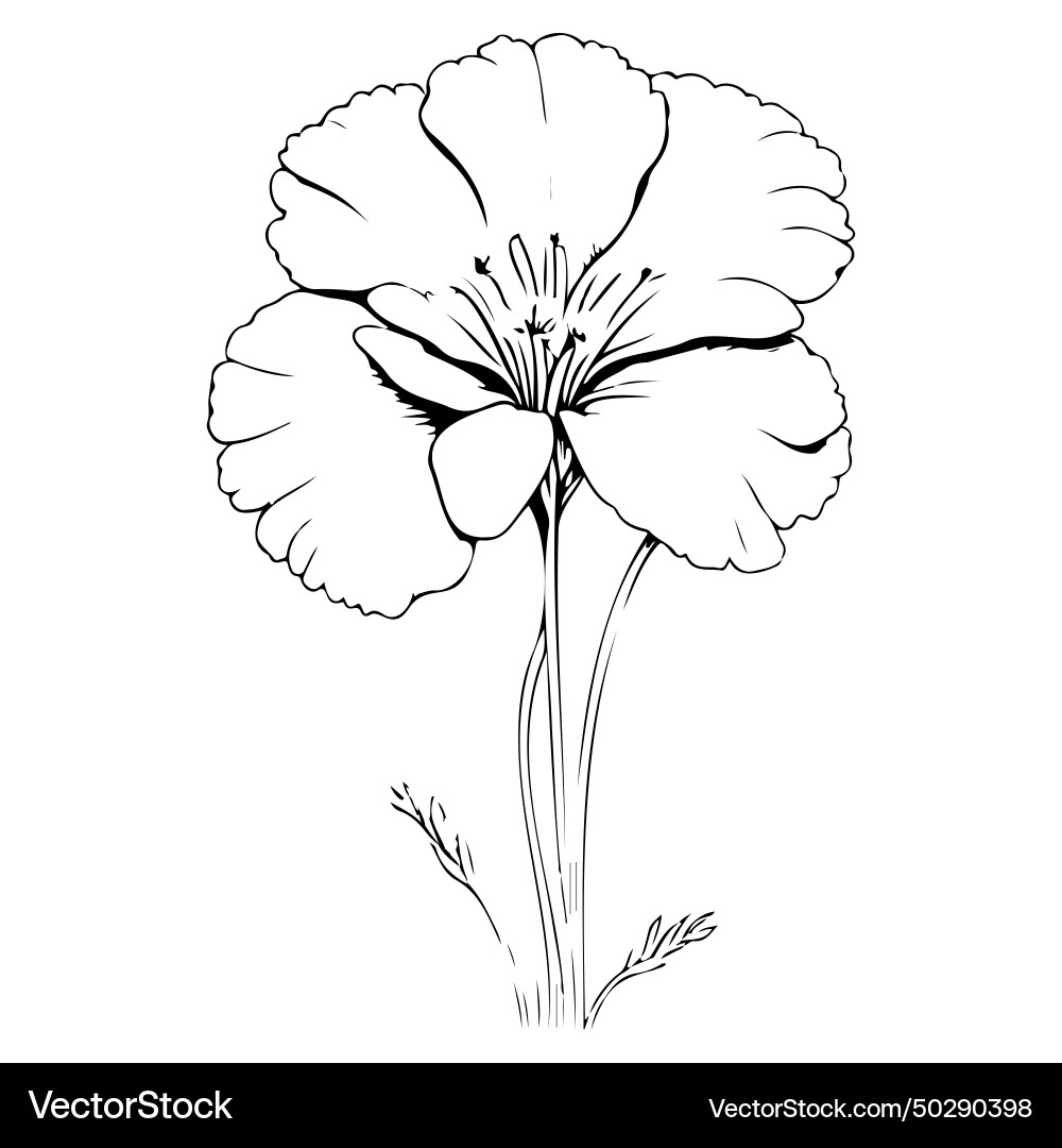 Primrose drawing flower violet hand draw Vector Image