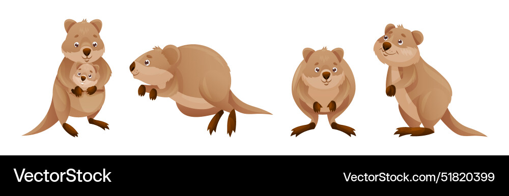 Funny quokka as short-tailed scrub wallaby Vector Image