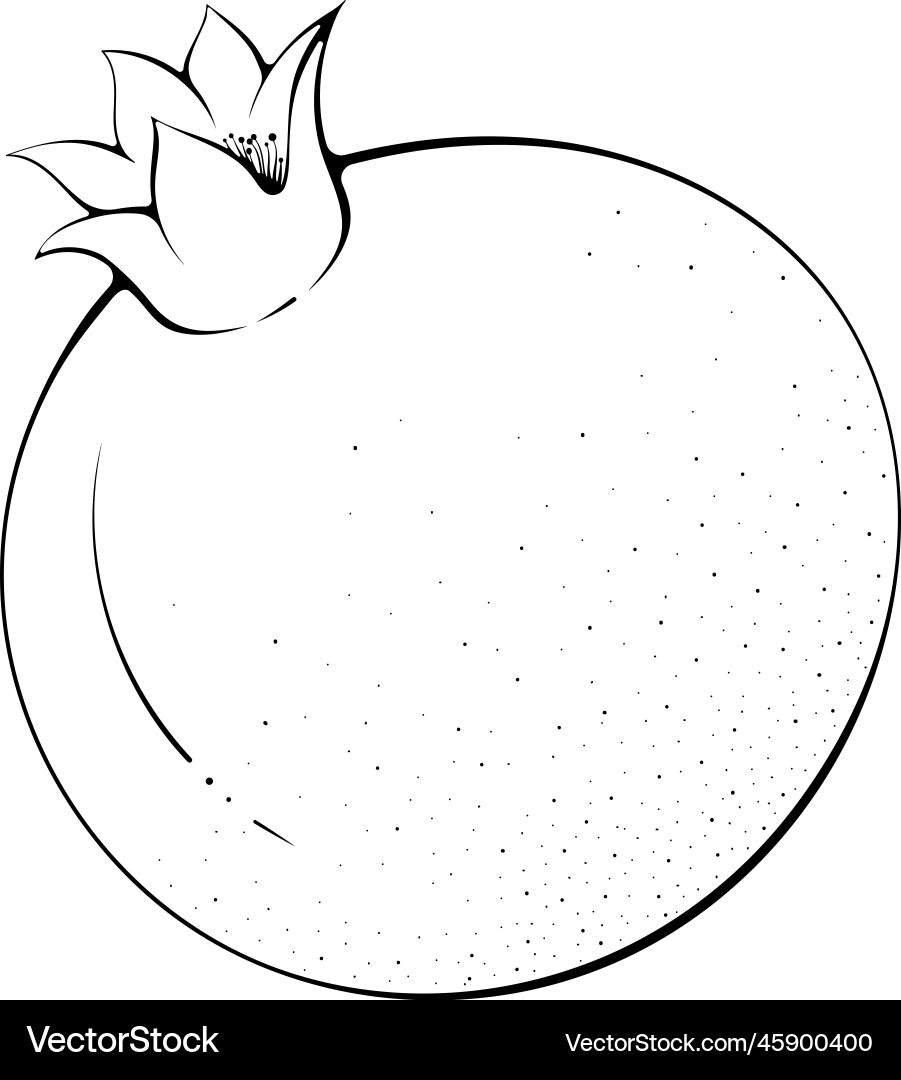 Whole pomegranate line art Royalty Free Vector Image
