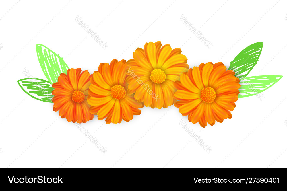 Calendula isolated four Royalty Free Vector Image