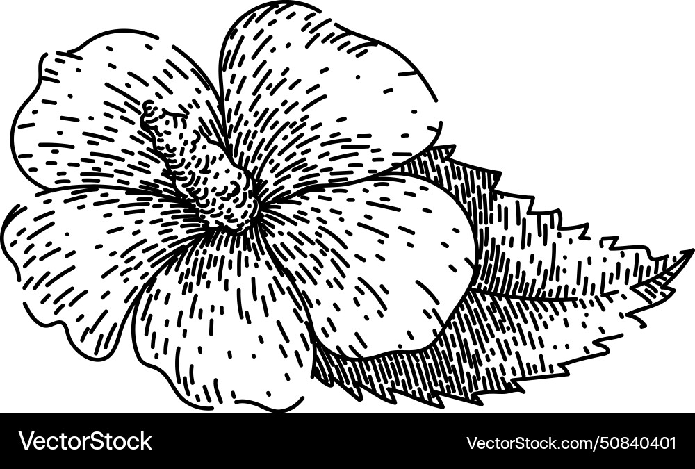 Hawaiian hibiscus sketch hand drawn Royalty Free Vector
