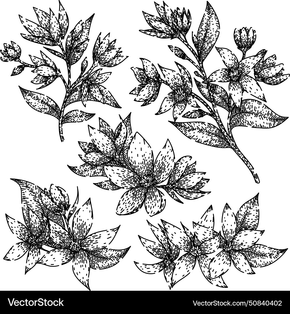 Jasmine set sketch hand drawn Royalty Free Vector Image