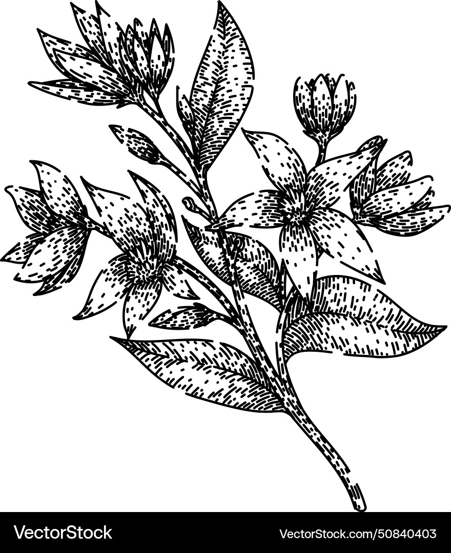 Art jasmine sketch hand drawn Royalty Free Vector Image