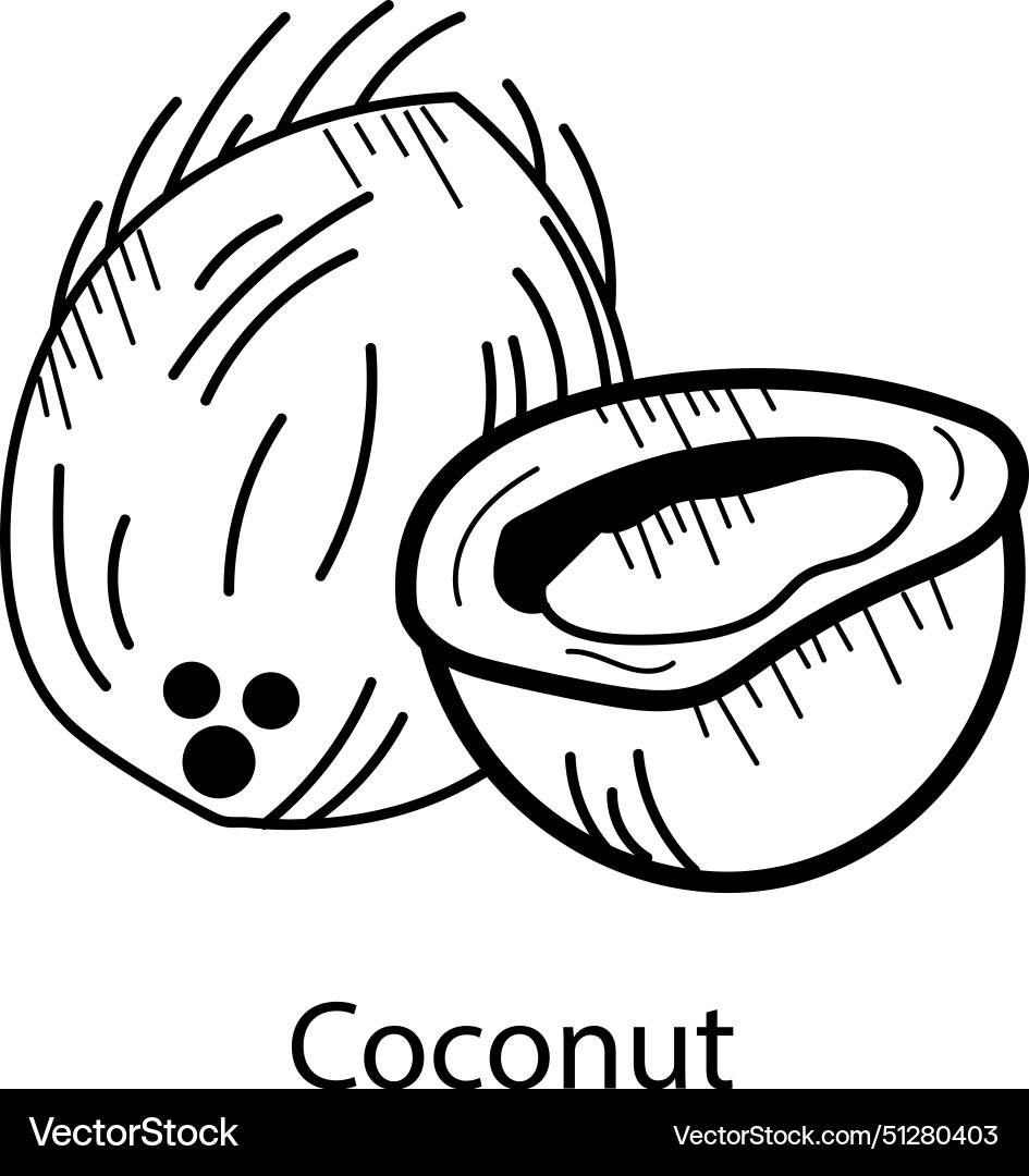 Coconut Royalty Free Vector Image - VectorStock