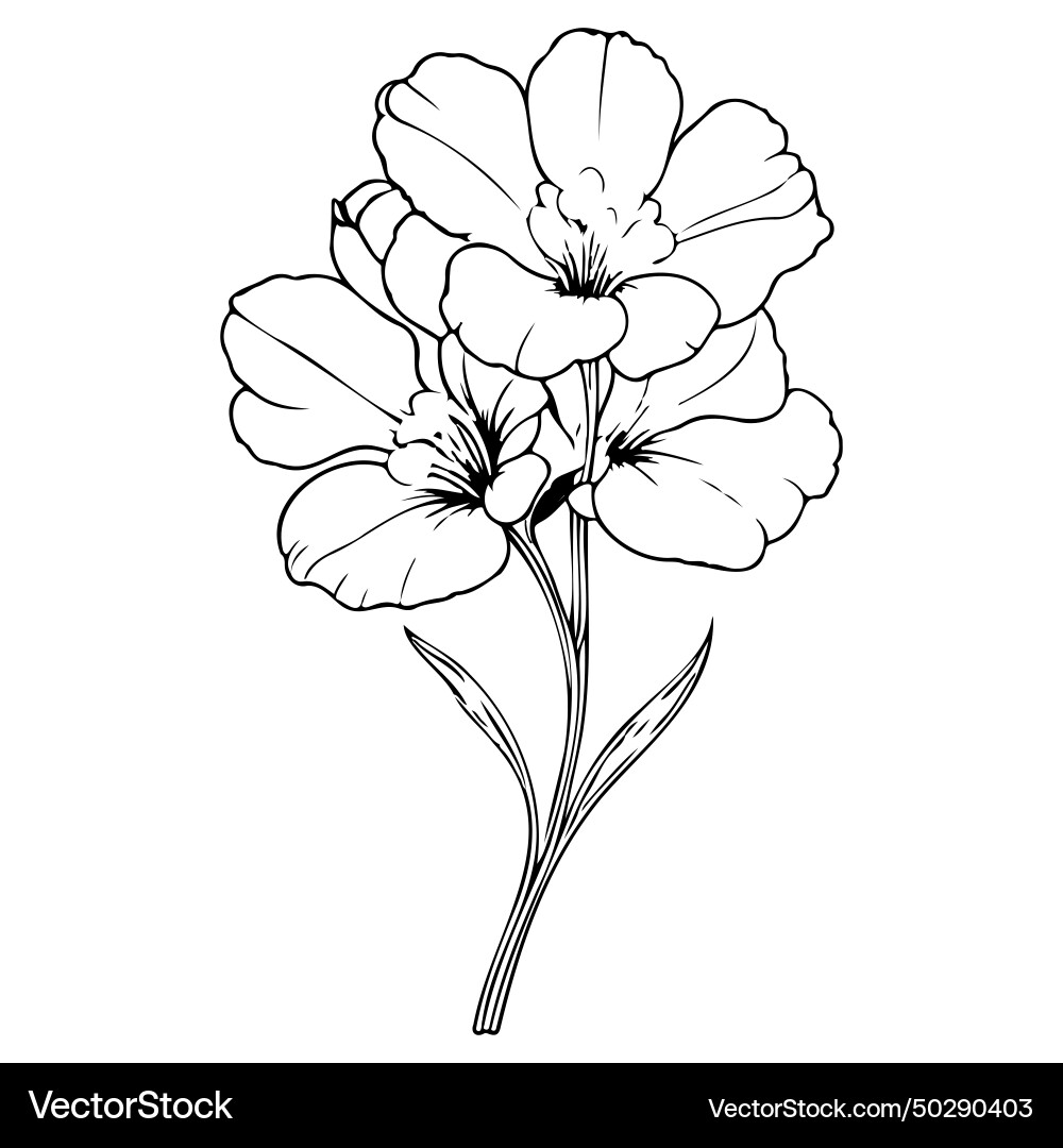 Primrose drawing flower violet hand draw Vector Image