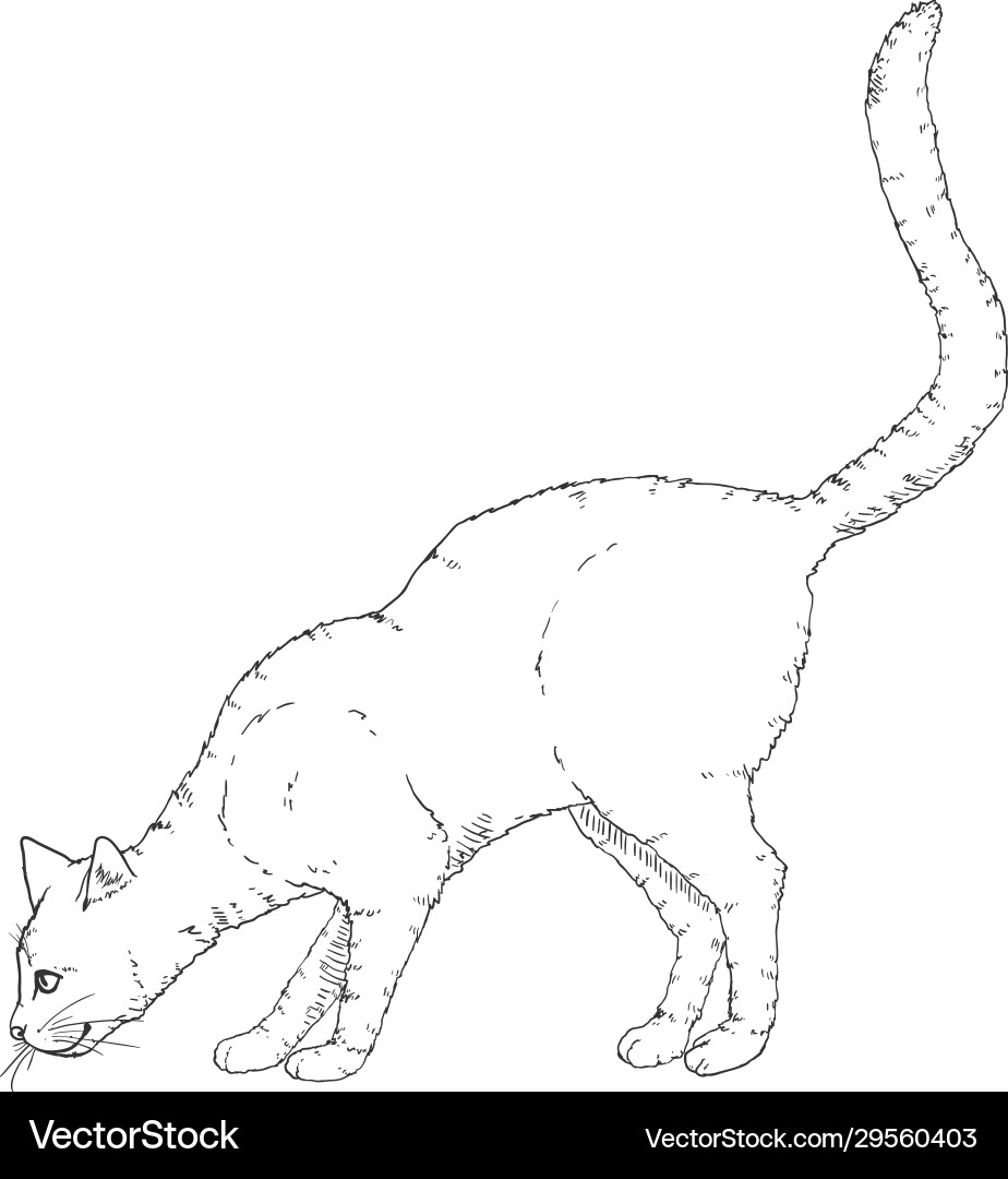 Sniffing cat black sketch feline Royalty Free Vector Image