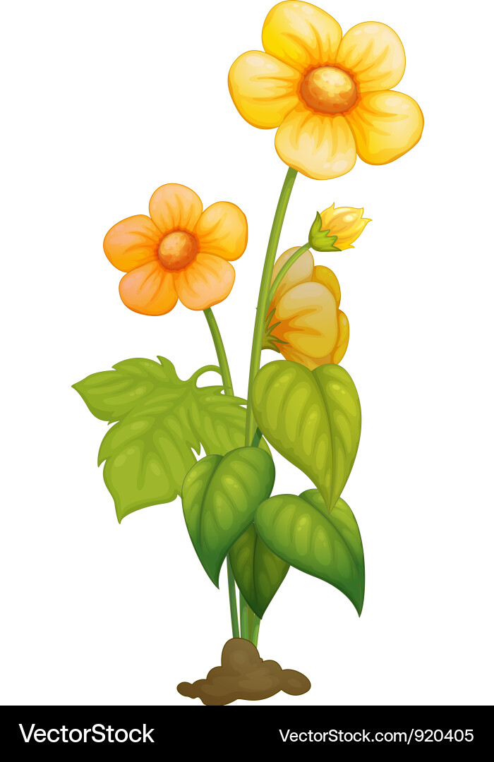 A detailed flower Royalty Free Vector Image - VectorStock