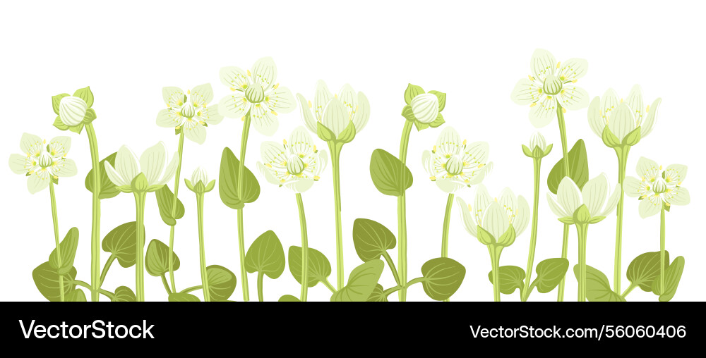 Drawing wild flowers bog star Royalty Free Vector Image