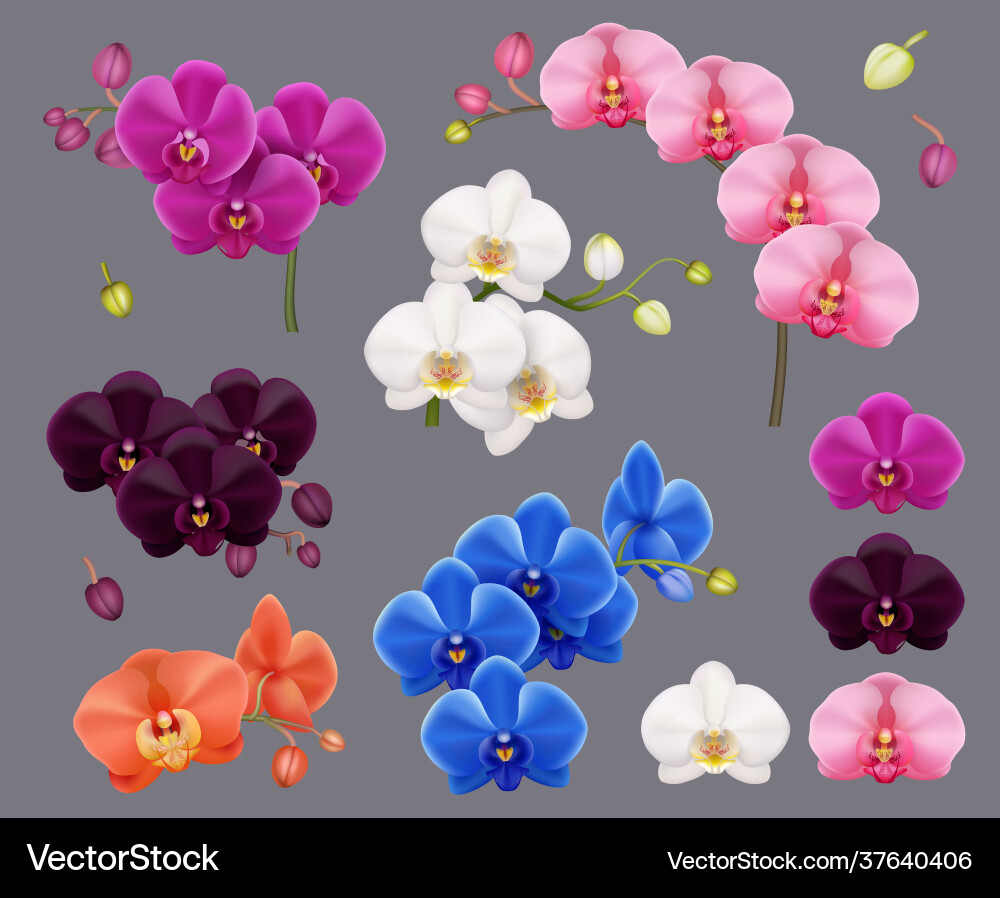 Purple Pink White Orchid Collection Royalty Free Vector