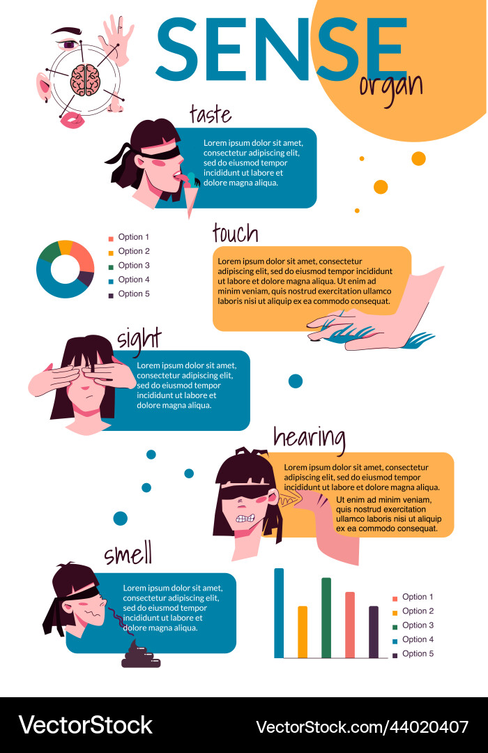 Sense organs flat infographics Royalty Free Vector Image