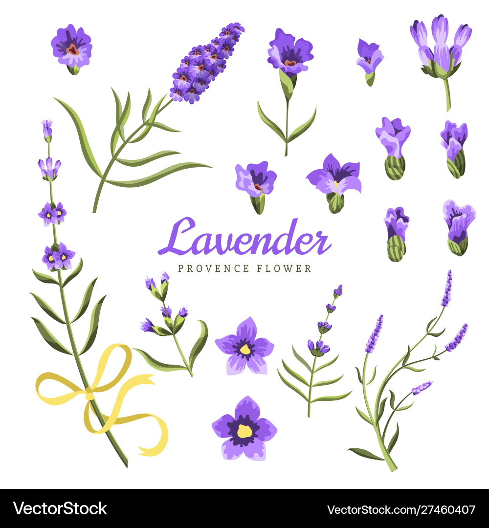 Set lavender flowers elements collection Vector Image