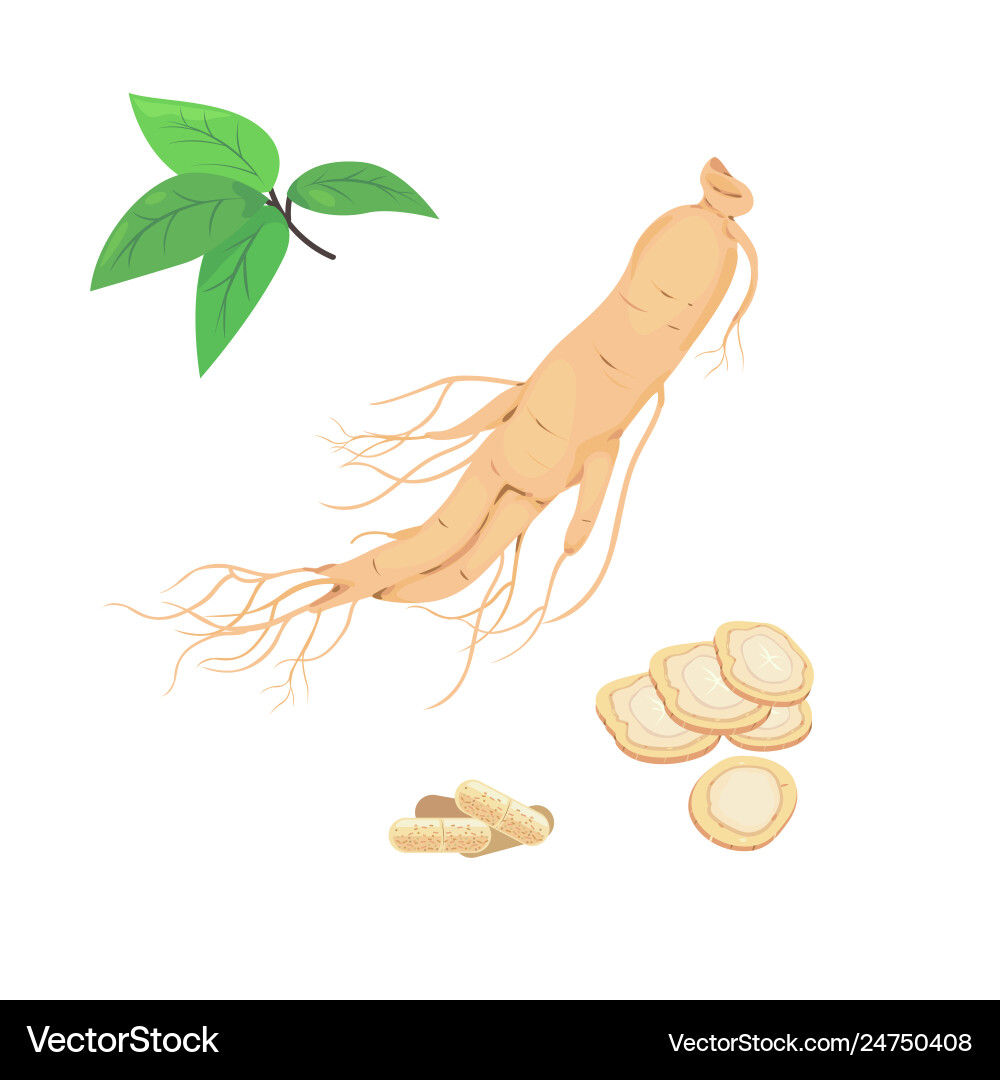 Ginseng Royalty Free Vector Image - VectorStock
