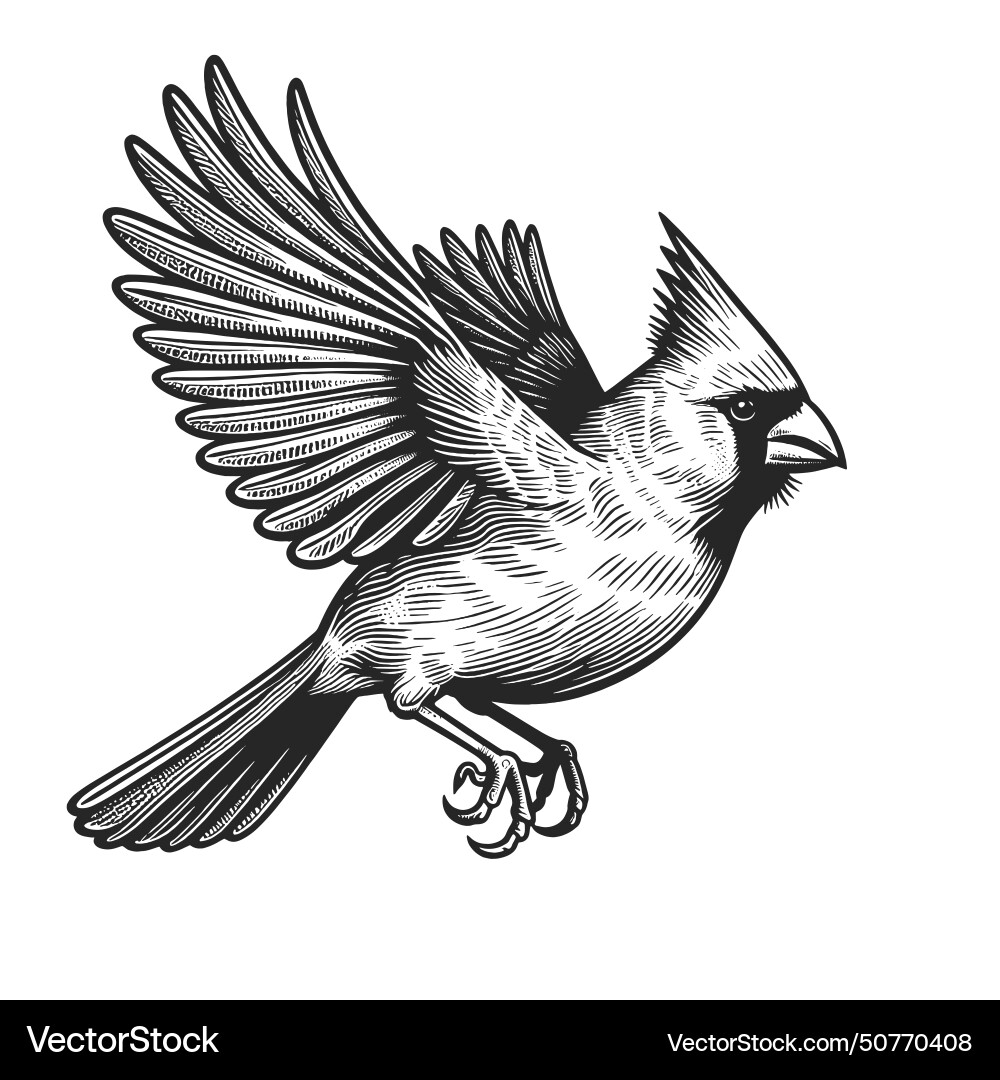 Northern cardinal bird in flight engraving Vector Image