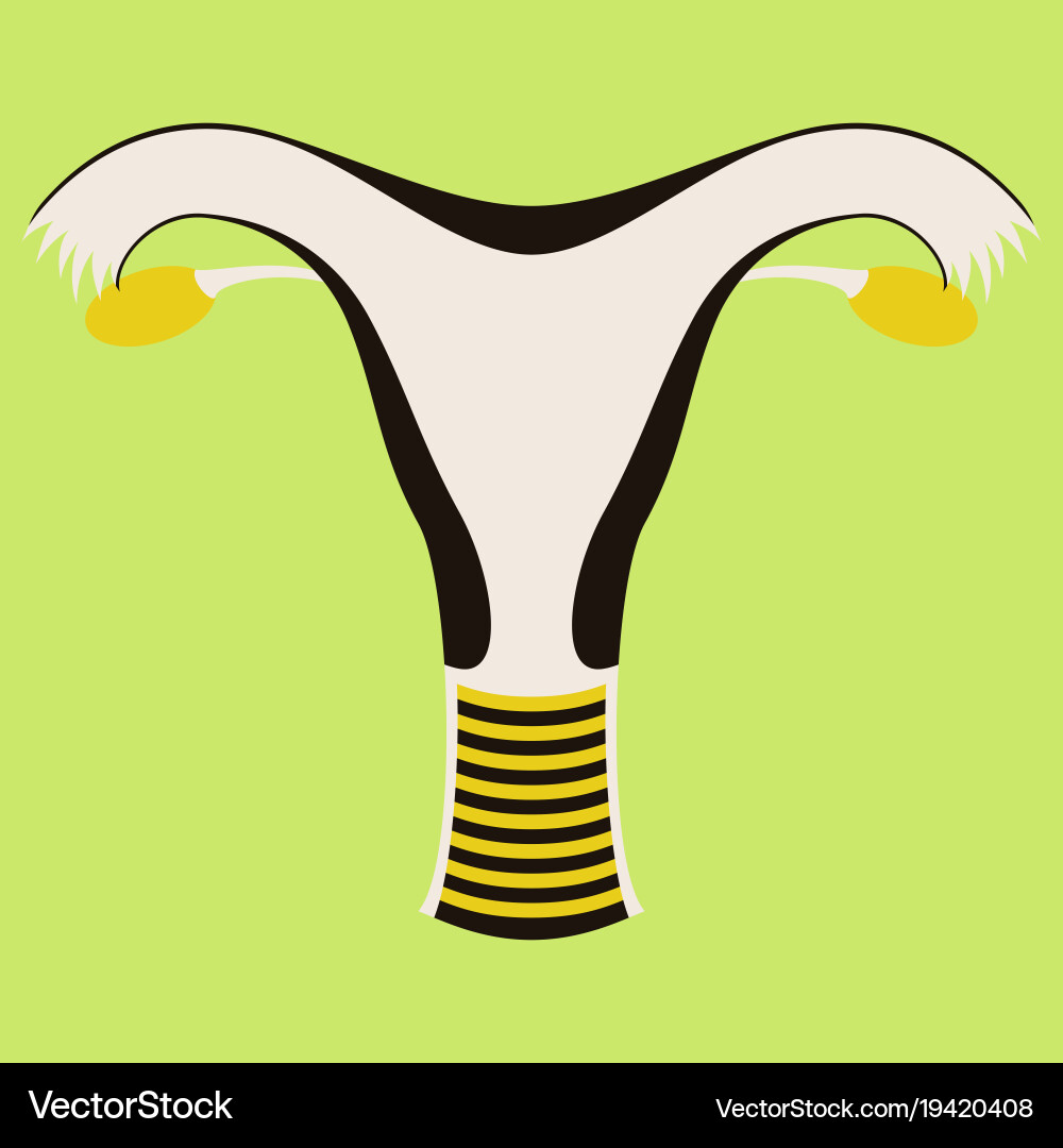 Uterus human internal organs flat Royalty Free Vector Image