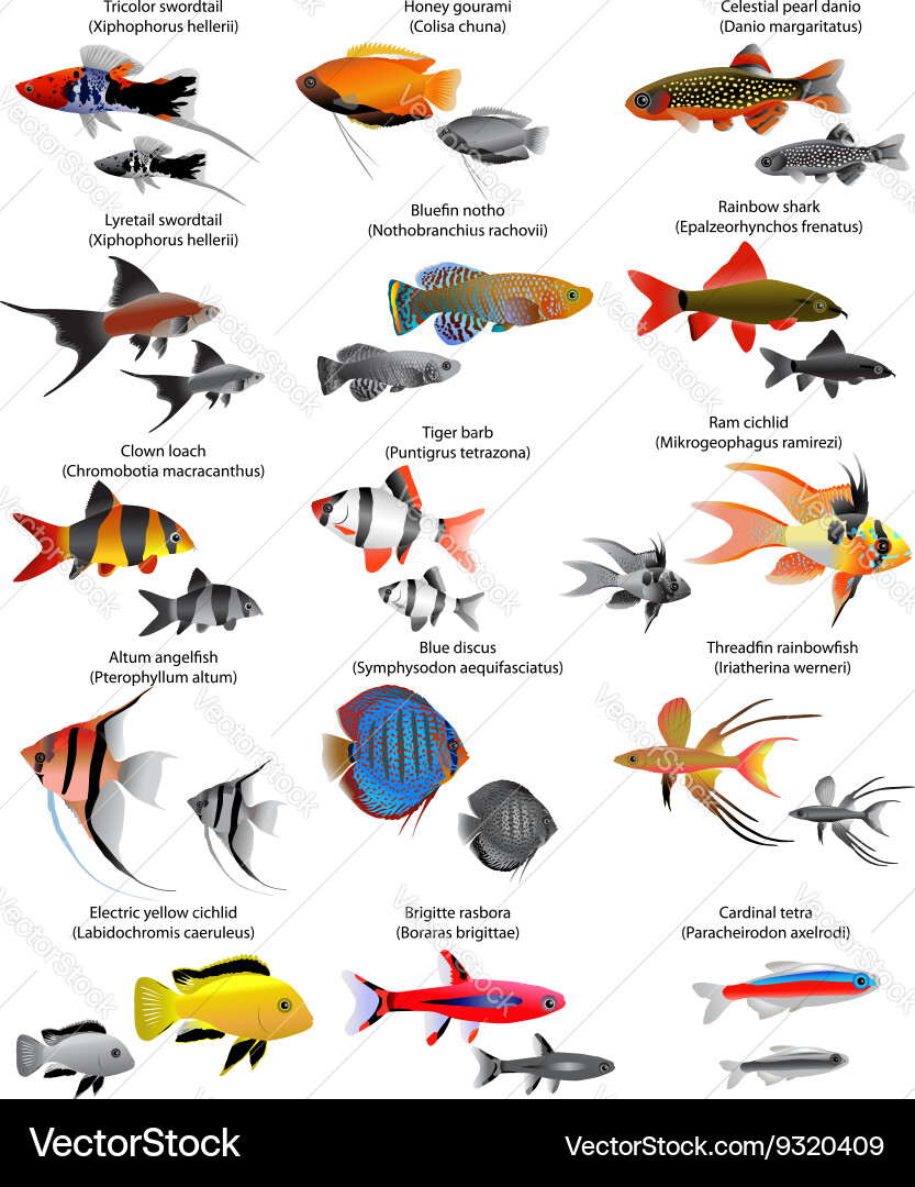 Freshwater fish Royalty Free Vector Image - VectorStock