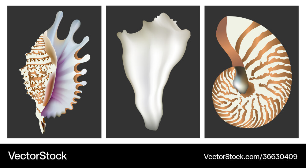Three seashells on a black background Royalty Free Vector