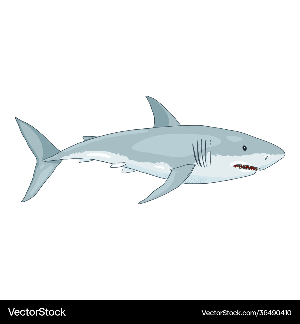 Cartoon Great White Shark