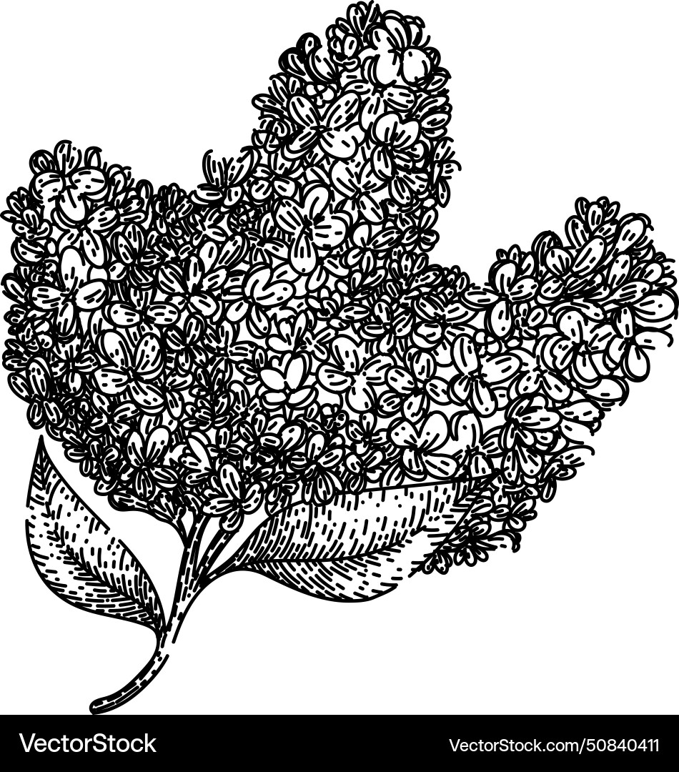 Line lilac sketch hand drawn Royalty Free Vector Image