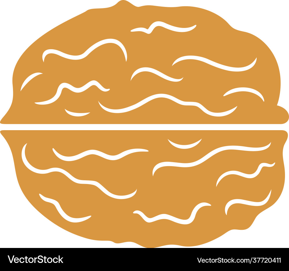 Walnut Royalty Free Vector Image - VectorStock