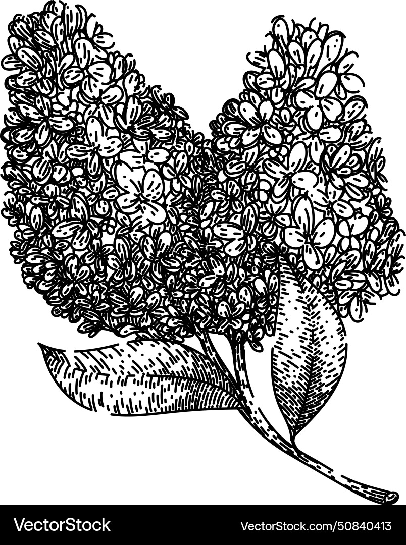 Drawing lilac sketch hand drawn Royalty Free Vector Image