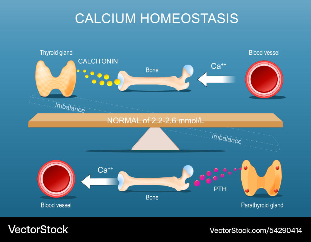 Calcium homeostasis balance and bone Royalty Free Vector