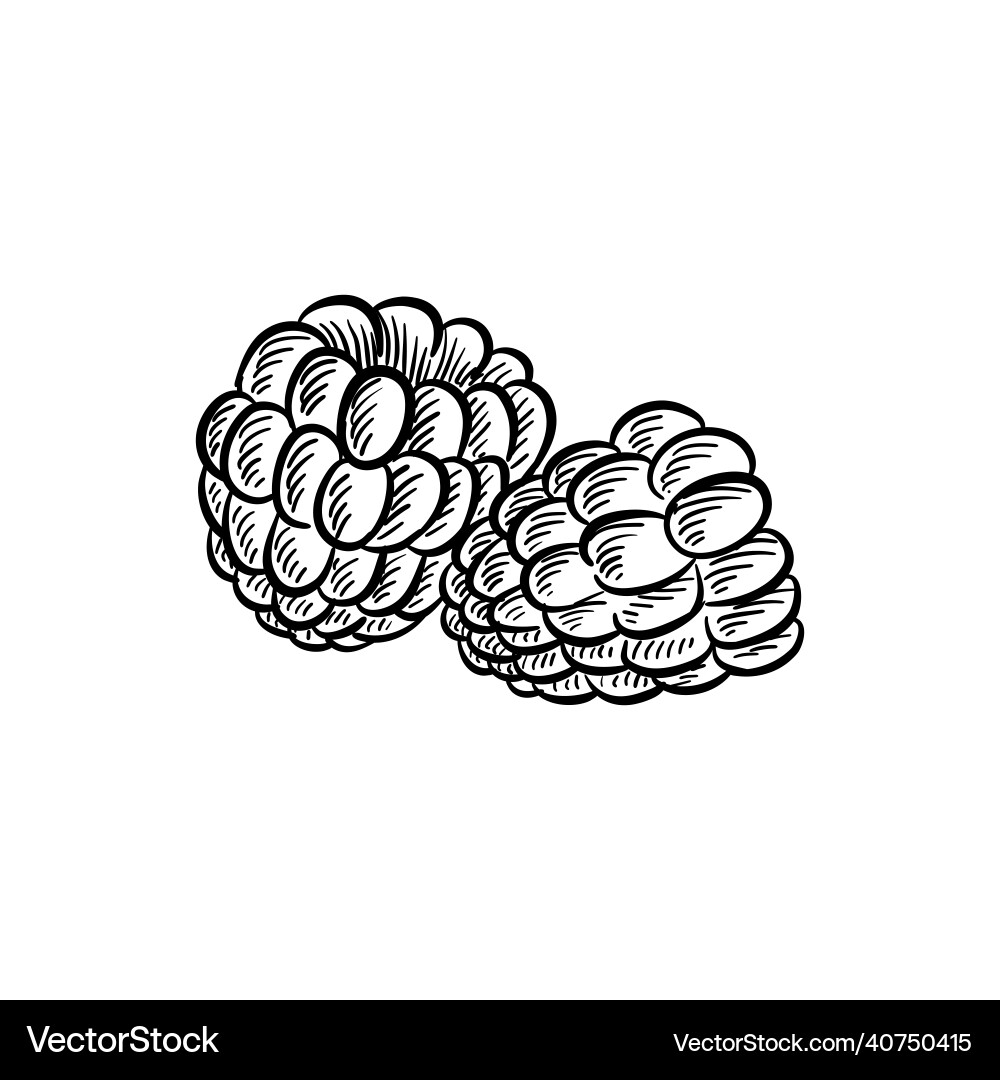 Raspberry drawing sketch of berry Royalty Free Vector Image