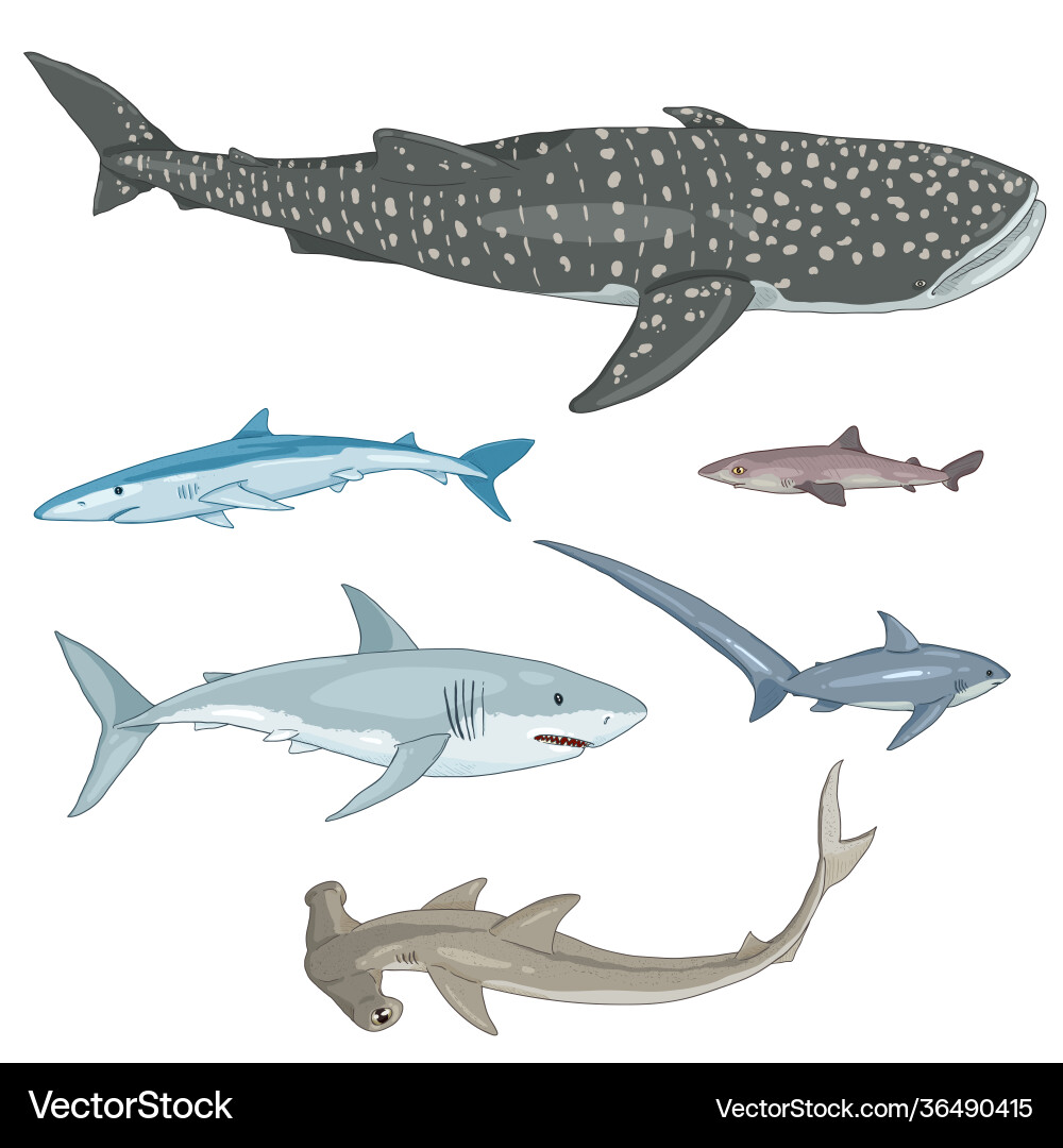 Set cartoon sharks Royalty Free Vector Image - VectorStock