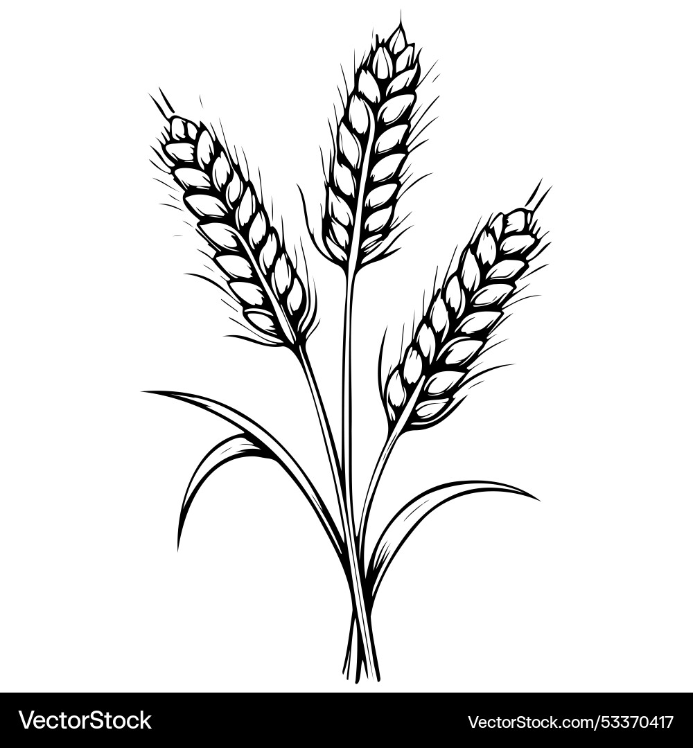 Cartoon wheat monochrome hand drawn line Vector Image